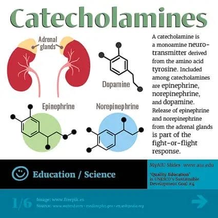 Unlocking the Power of Catecholamines: The Role of Stress Hormones in ...